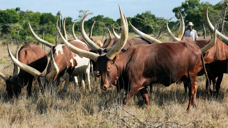 The magnificent lion: the symbol of Africa | WWF