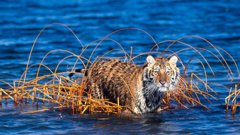 Amur (Heilong) River Basin | WWF