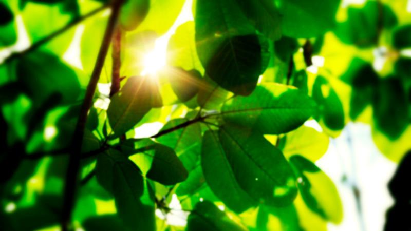 The Amazon Rainforest | WWF