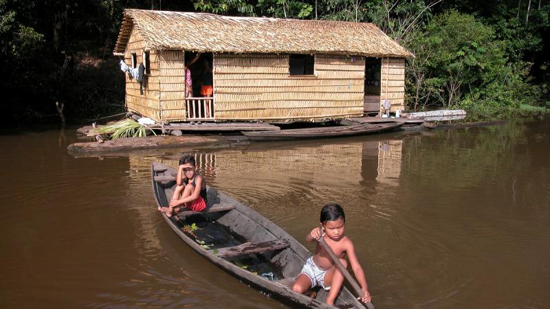 The Amazon Rainforest | WWF