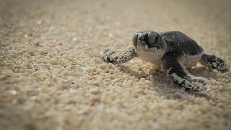 Sea turtles: earth's ancient mariners | WWF