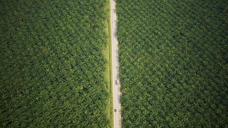 Orangutans: VIPs of Asia's rainforests | WWF