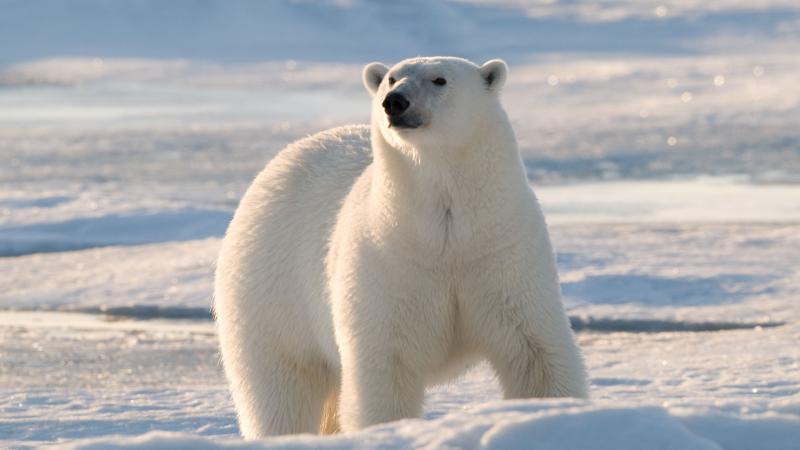 Polar bear: a powerful predator on ice | WWF