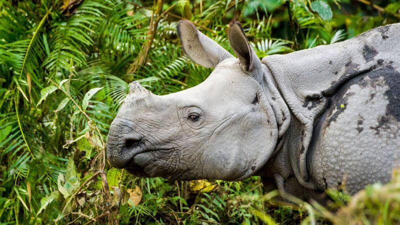 Stopping the Illegal Wildlife Trade | WWF