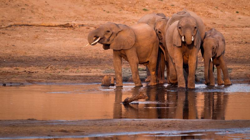 African elephant: strong, smart, but vulnerable | WWF