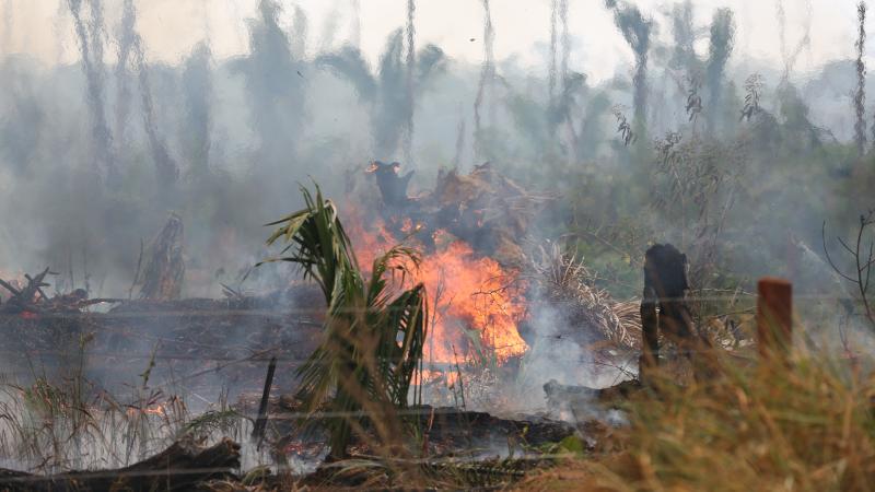 The Amazon Rainforest | WWF