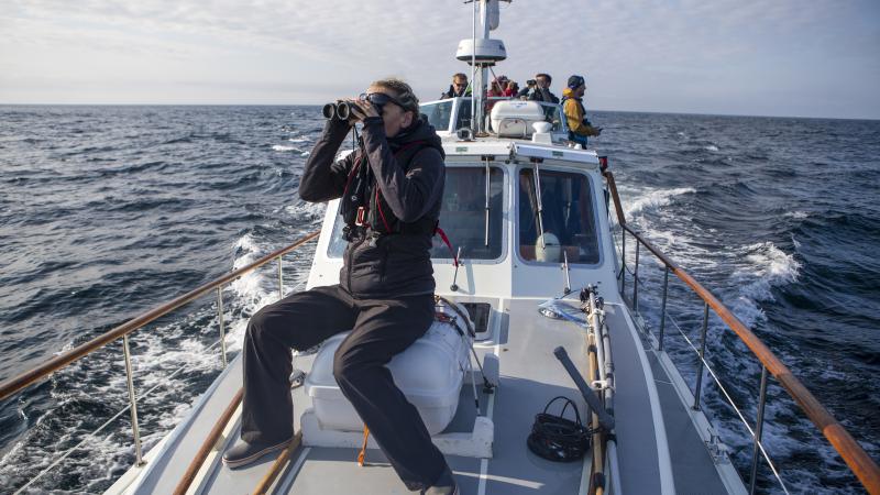 Robot cameras reveal 360-degree view of basking sharks | WWF