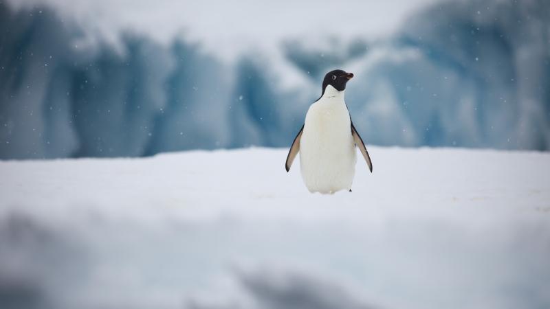 The World Wildlife Fund: for people and nature to thrive | WWF