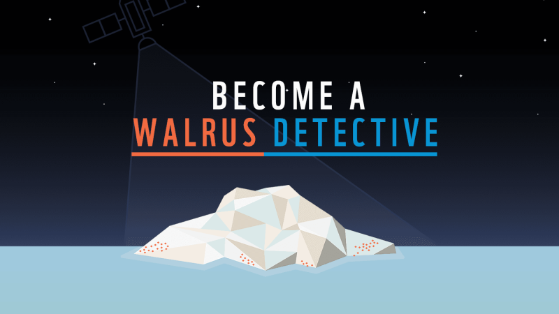 Become a detective and spot walrus from space | WWF