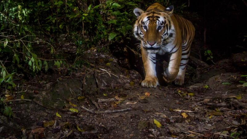 Tigers: possibly the world's most iconic big cat | WWF
