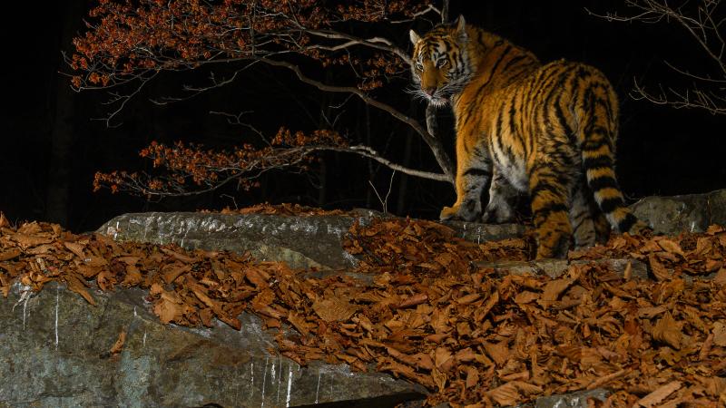 Tigers: possibly the world's most iconic big cat | WWF