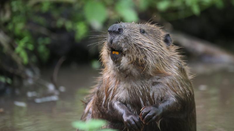 Beavers Bringing Hope | WWF