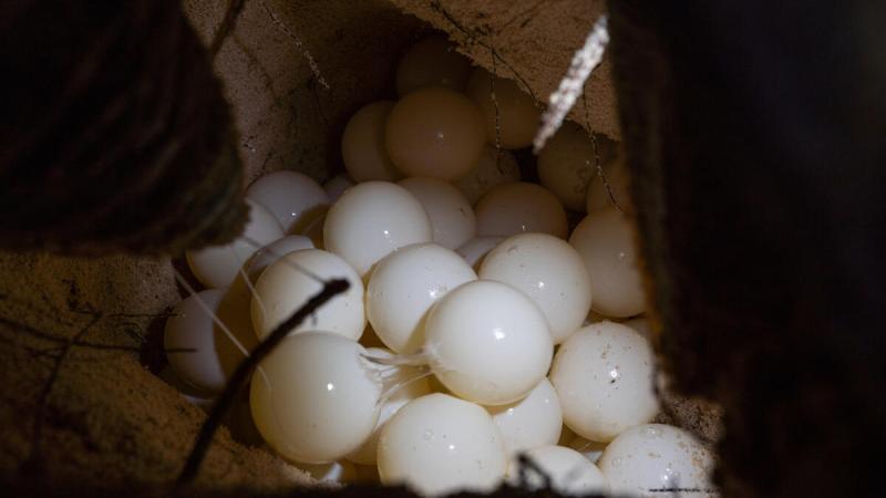Marine Turtles | WWF