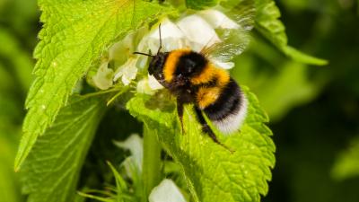 Learn these top 10 facts about bees | WWF
