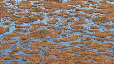 Scotland's amazing peatlands | WWF