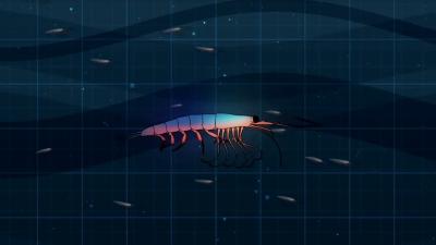 Top 10 facts about Antarctic krill | WWF