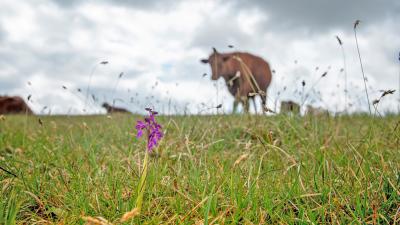 Core Environmental Standards | WWF