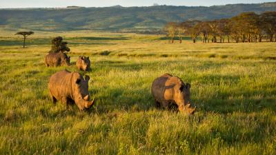 Rhinoceros: Africa's armoured giant | WWF