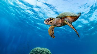Satellite tagging hawksbill turtles | WWF