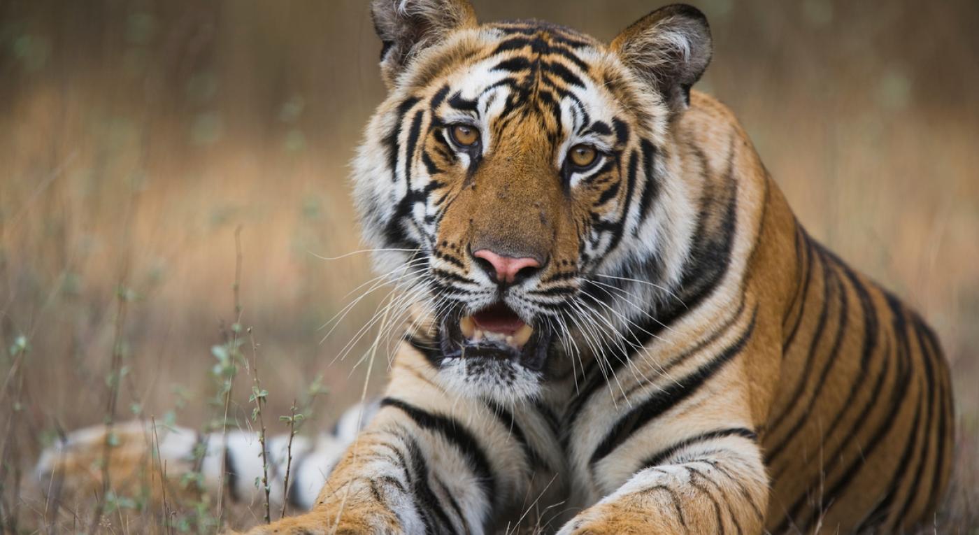 Tiger © Theo Allofs | WWF