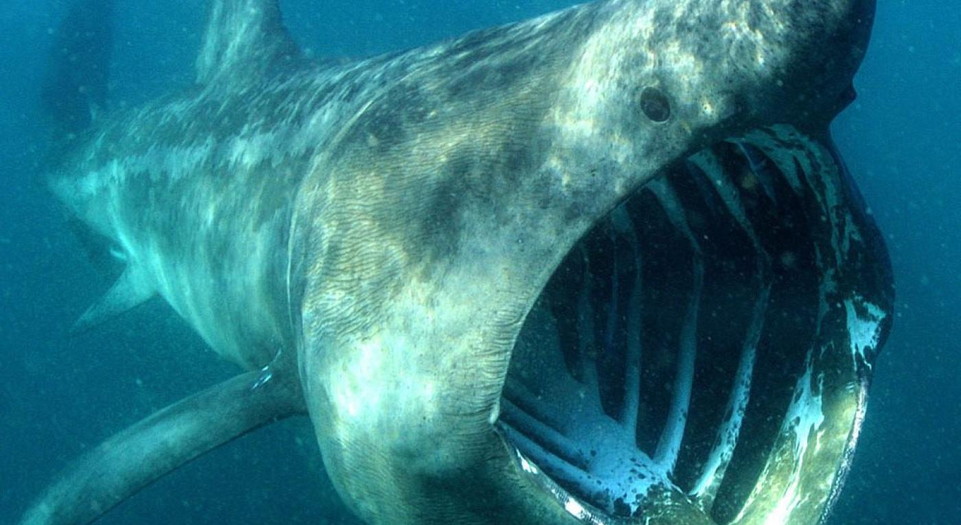 Basking Shark | WWF