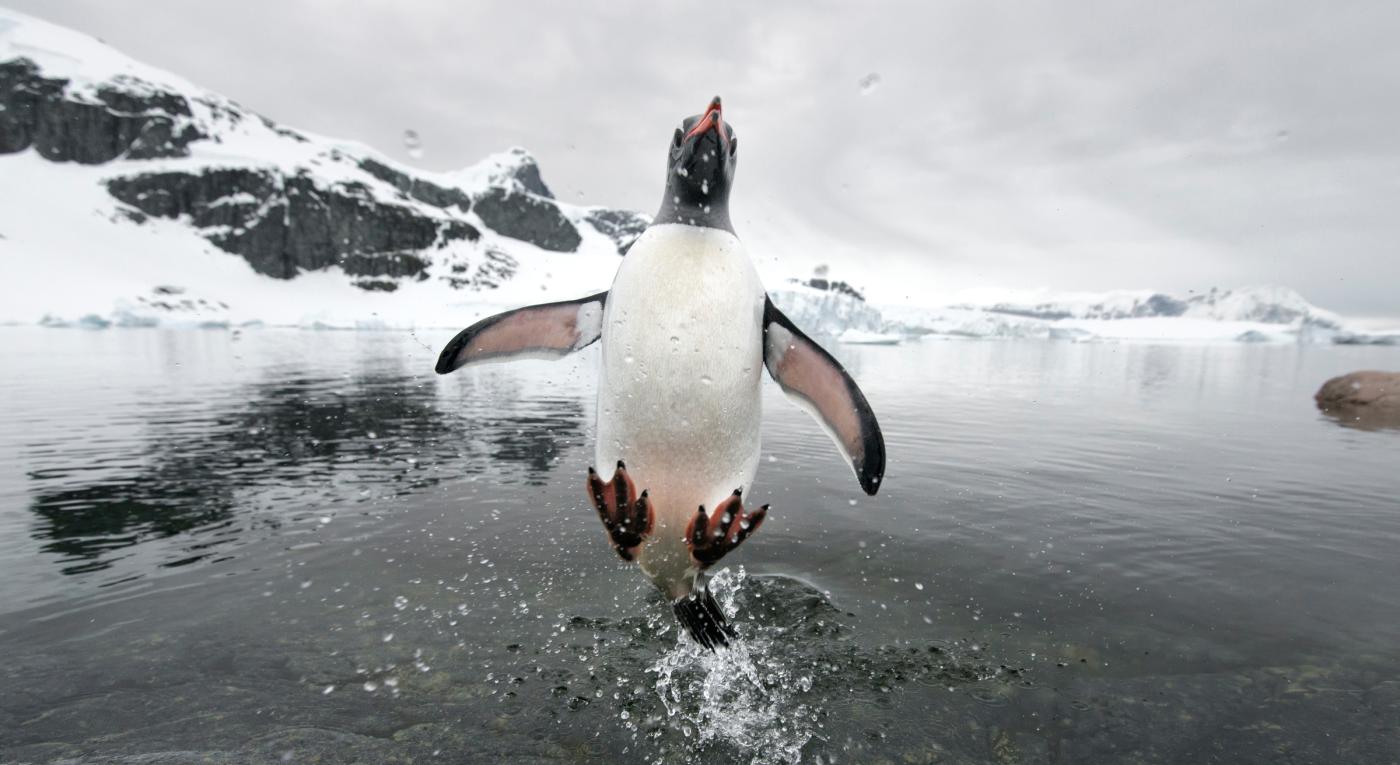 penguin | WWF