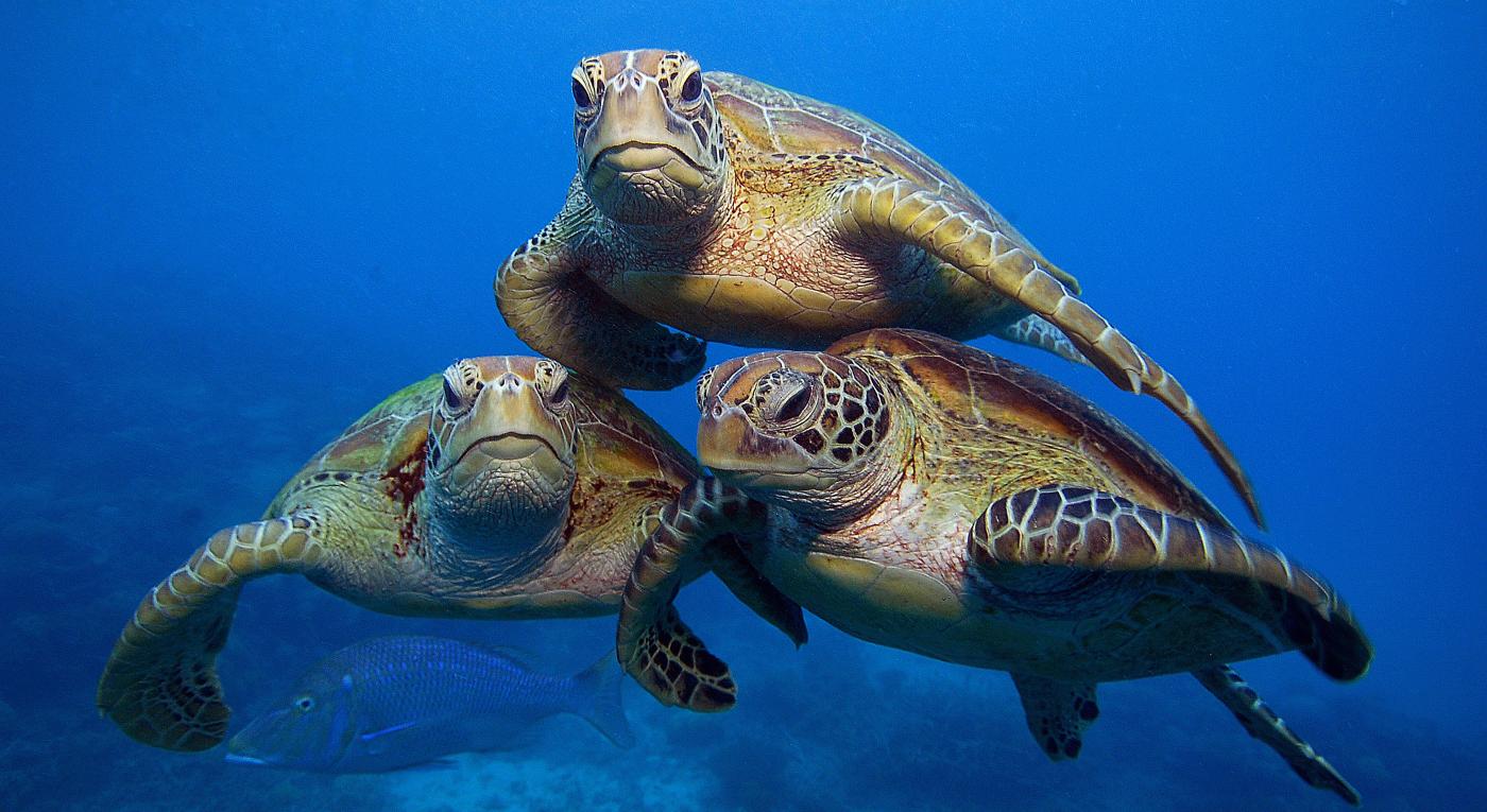 Green turtles swimming in the Great Barrier Reef | WWF