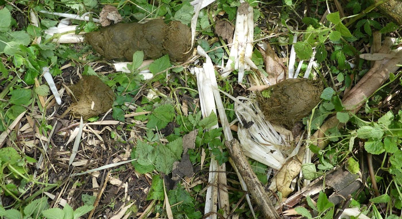 How well do you know your animal poo? | WWF