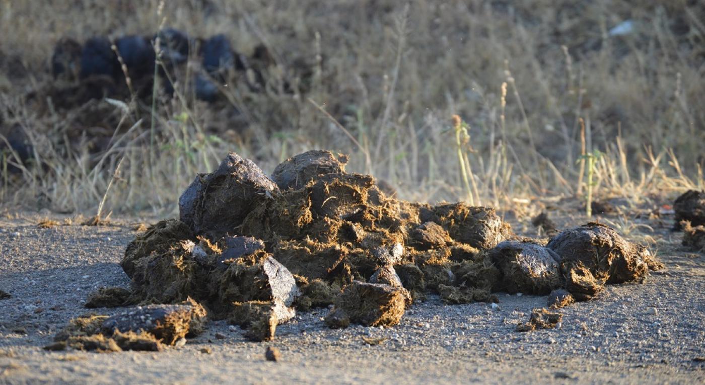 How well do you know your animal poo? | WWF