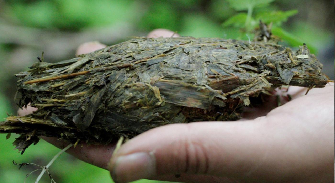 How well do you know your animal poo? | WWF