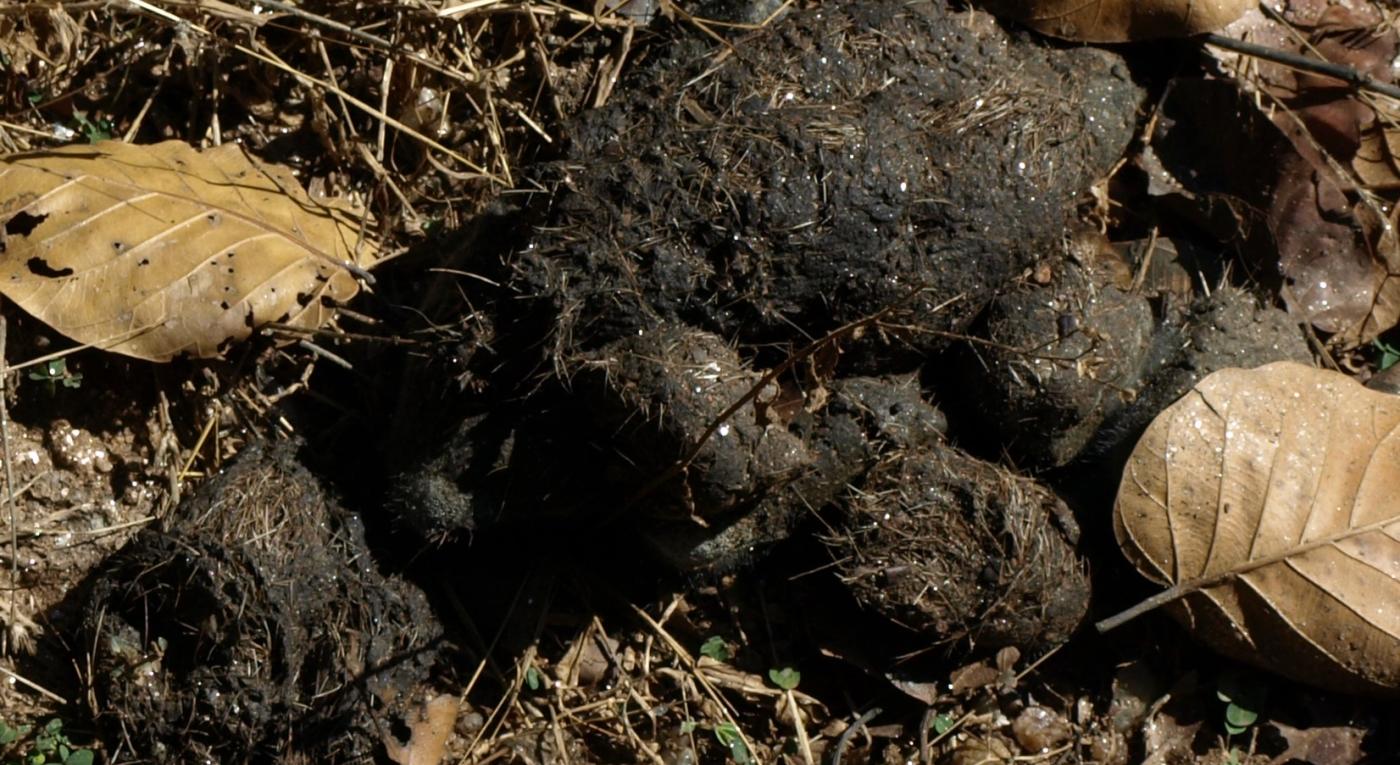 How well do you know your animal poo? | WWF