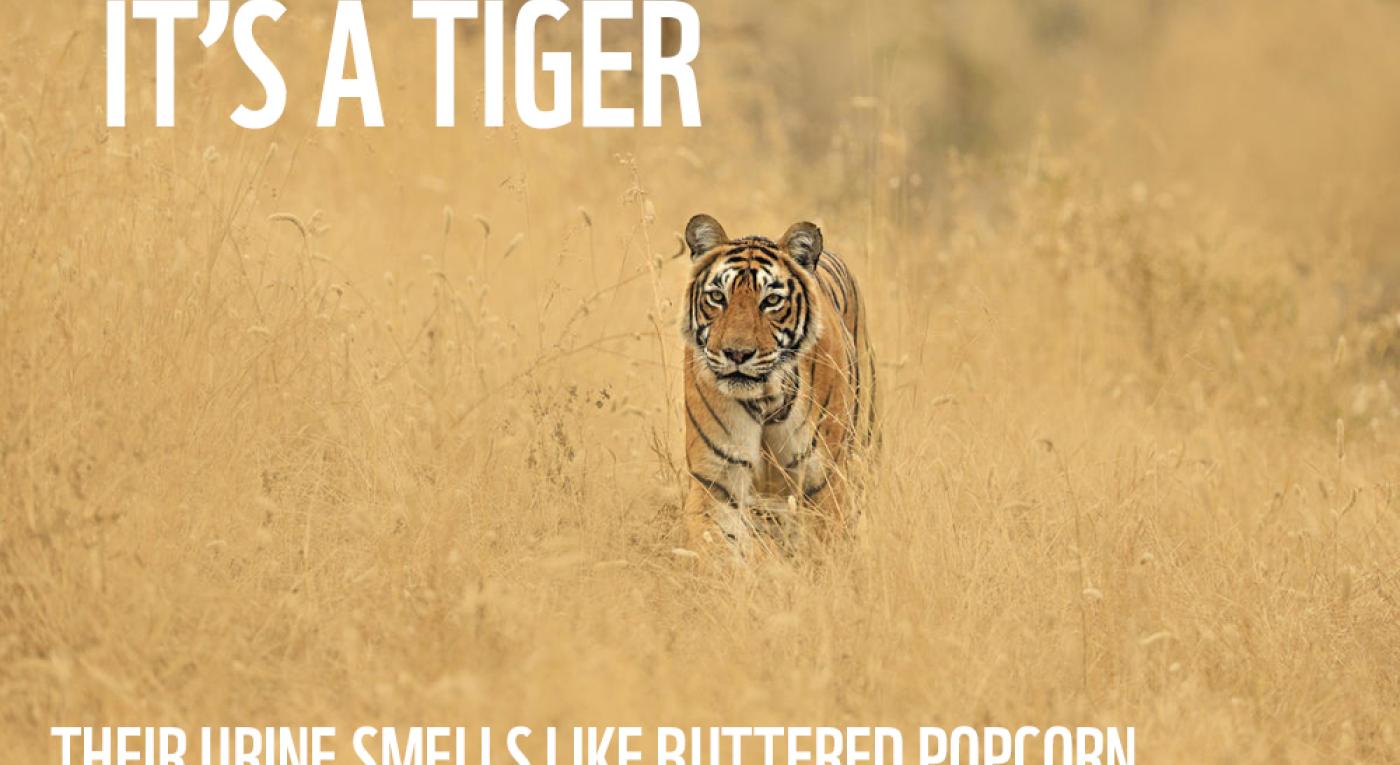 How well do you know your animal poo? | WWF