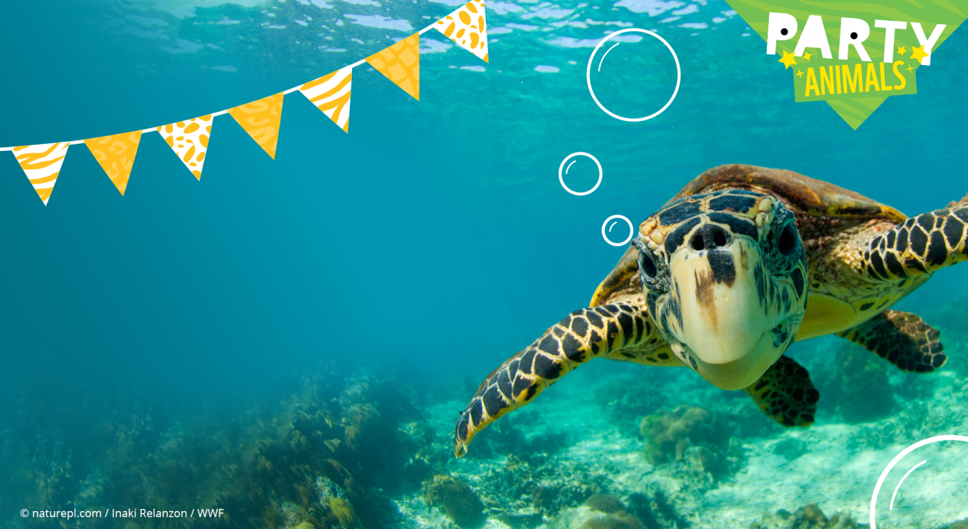 Party animals - zoom turtle | WWF