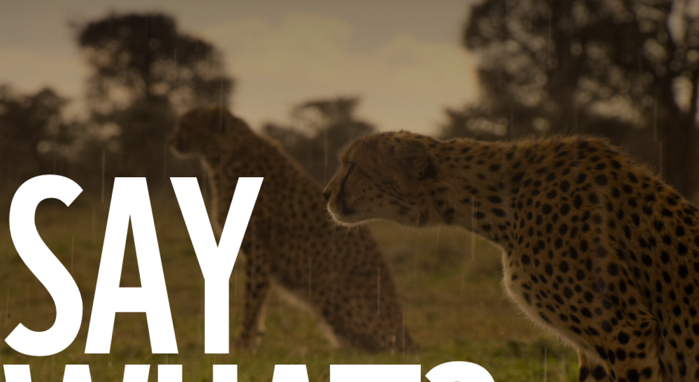 Watch DA film Say what image | WWF