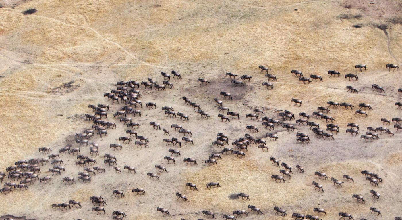 Aerial view of the Blue Wildebeest | WWF