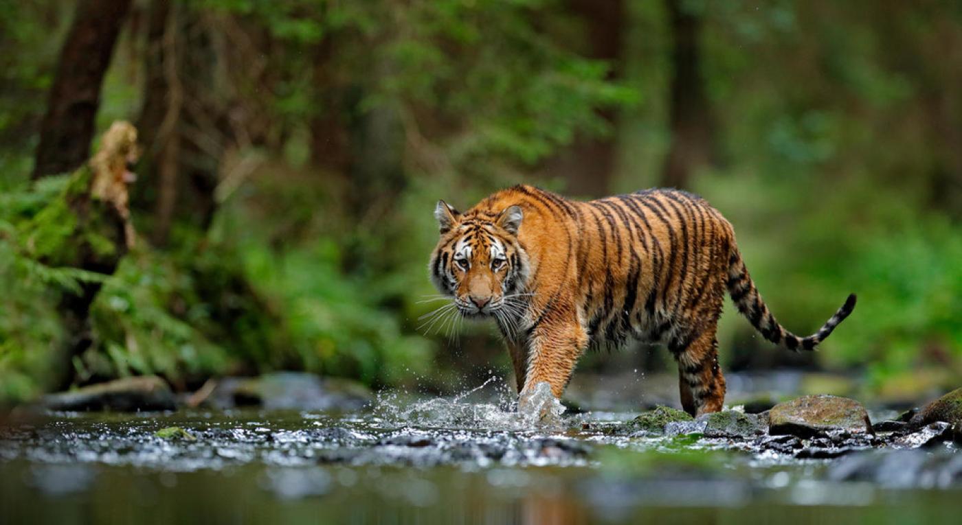 Siberian Tiger, or Amur tiger | WWF
