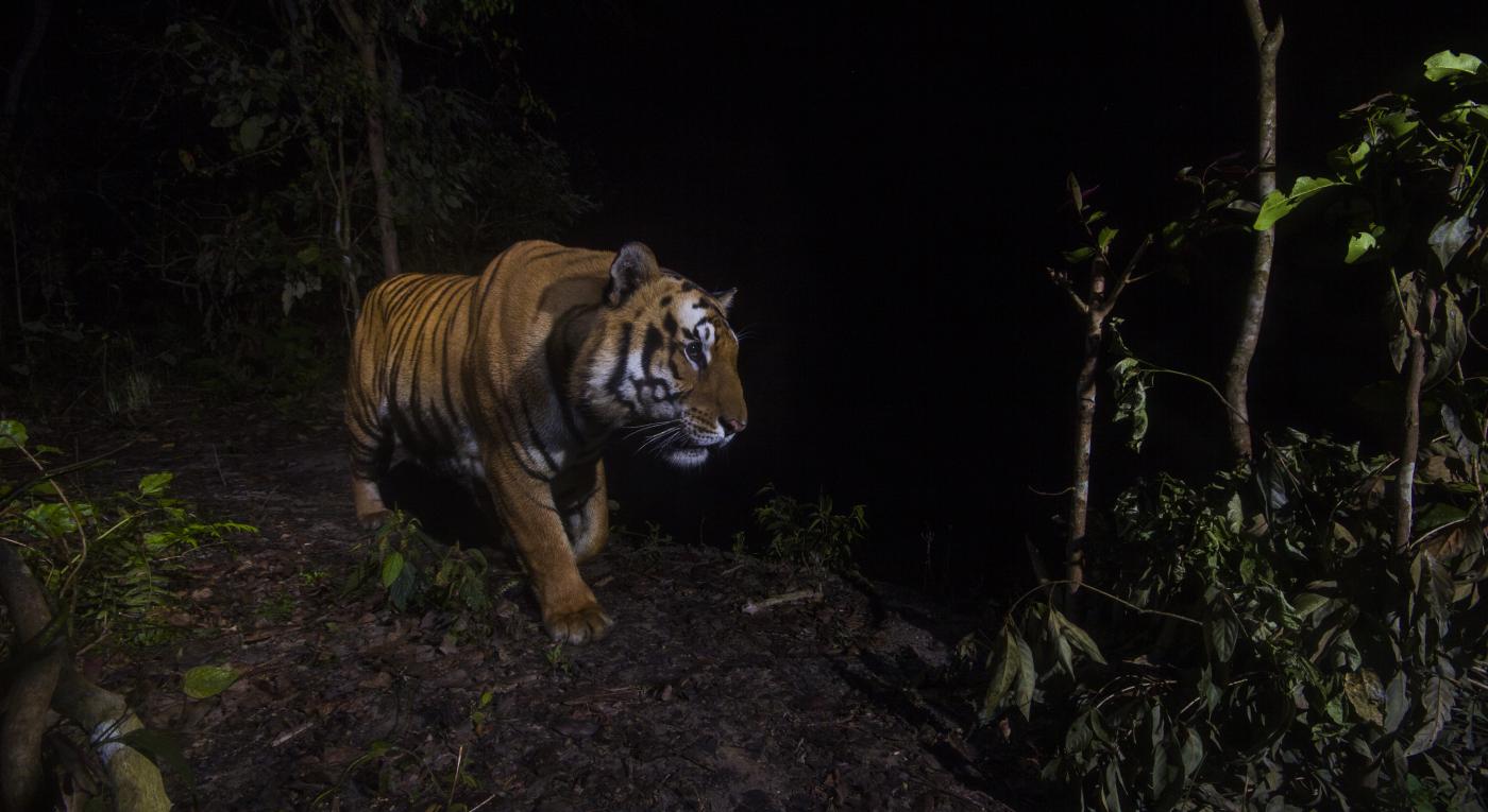 Nepal tiger for website.jpg | WWF
