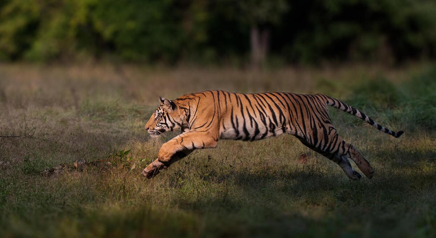 Flying Tiger.jpg | WWF