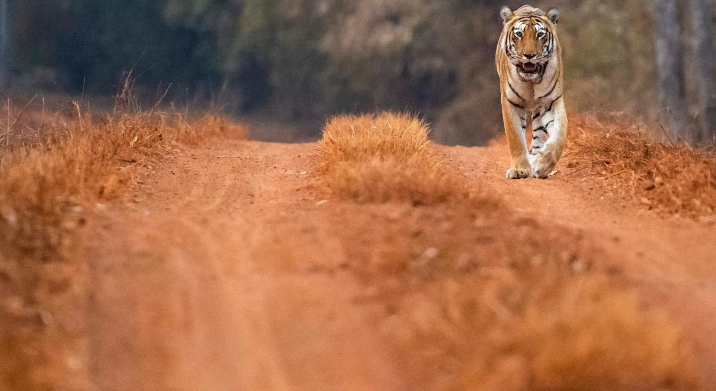 Tiger.jpg | WWF