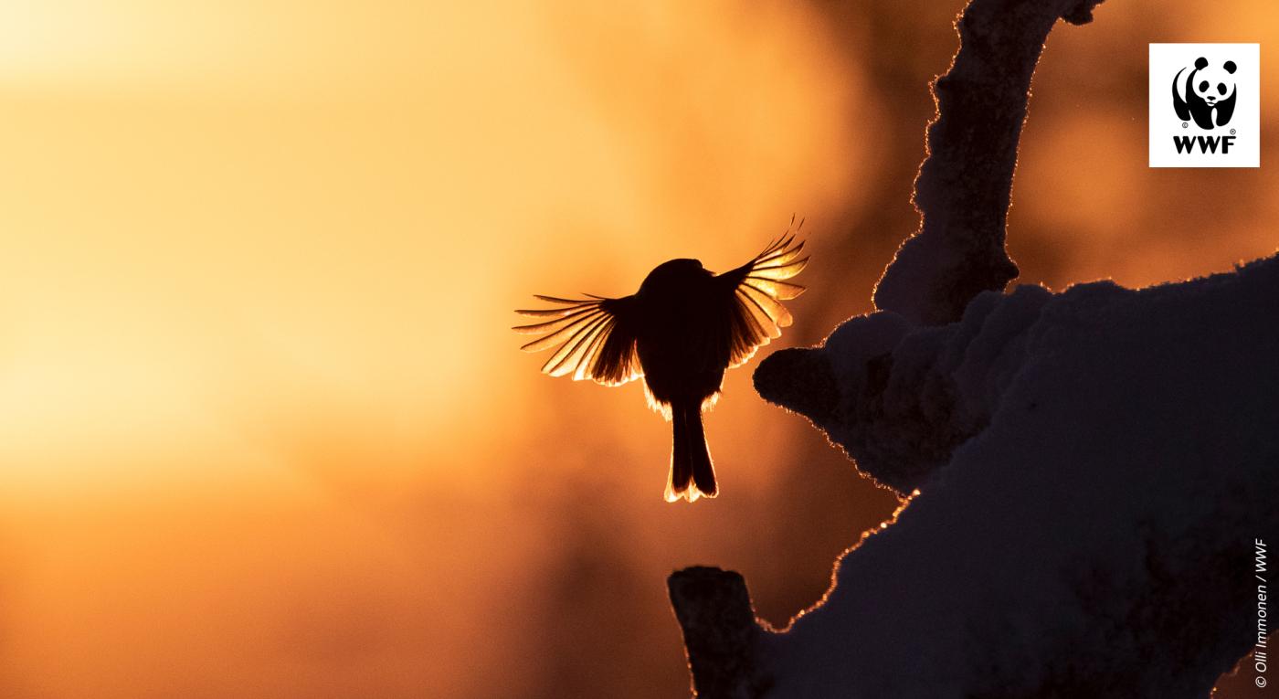 Bird sunset | WWF