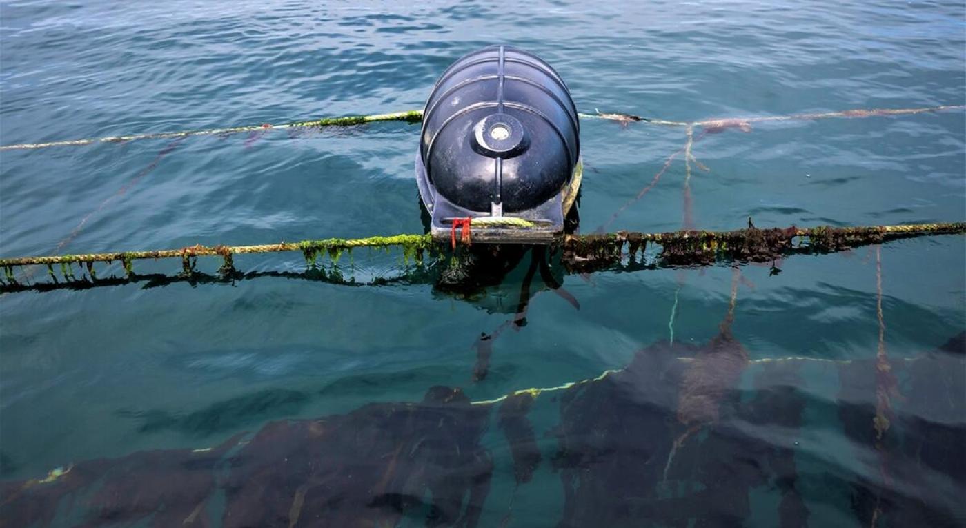 Car y Mor seaweed farm, Pembrokeshire, Wales. | WWF