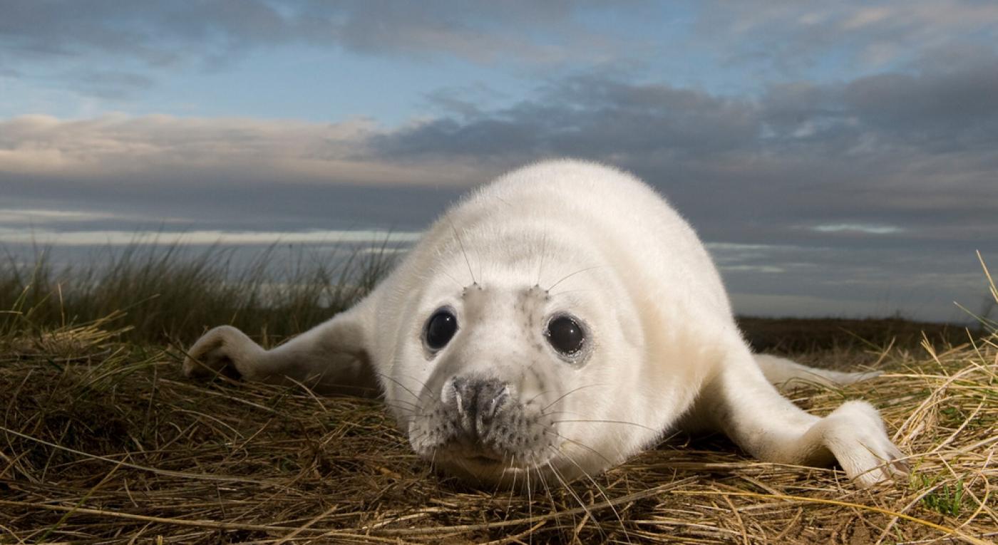 Seal Pup UK | WWF