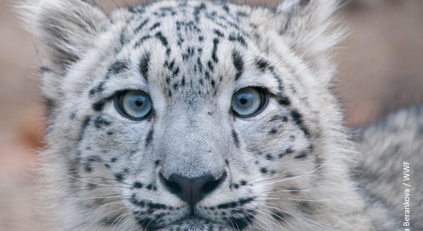 Snow Leopard Social Tile | WWF