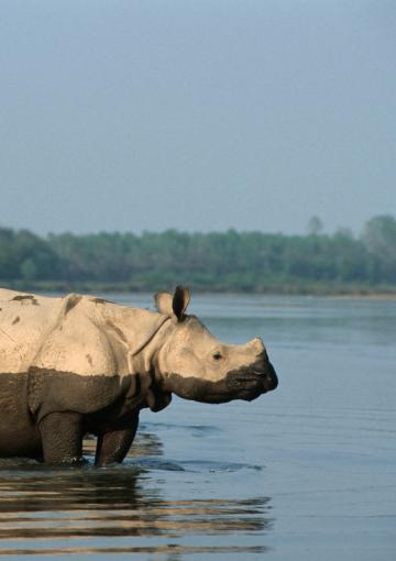 Why we need to protect the wildlife | WWF