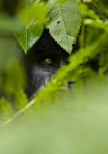 Mountain gorillas: close relatives at risk | WWF