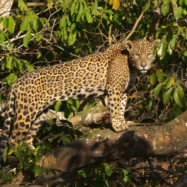 Jaguar: the Amazon's amazing swimming cat | WWF