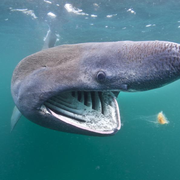 Why UK seas and coasts are important | WWF