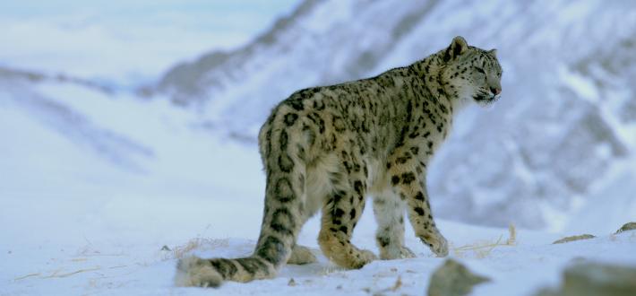 Fascinating facts about animals | WWF