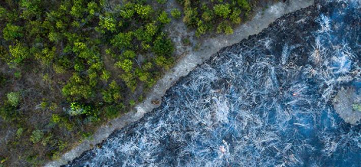 World Wide Fund for Nature | WWF