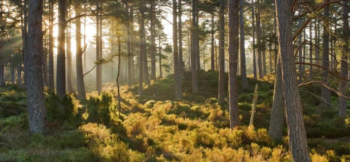 World Wide Fund for Nature | WWF